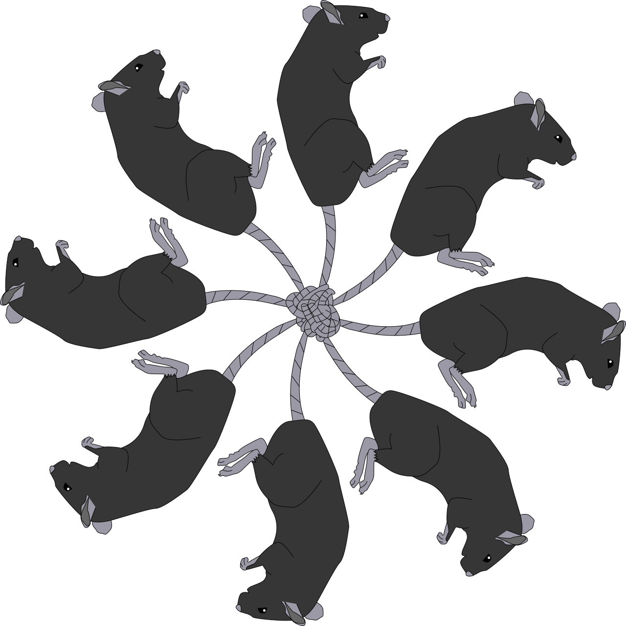 Why Do Rats Tails Get Tangled? (“Rat King” Explained