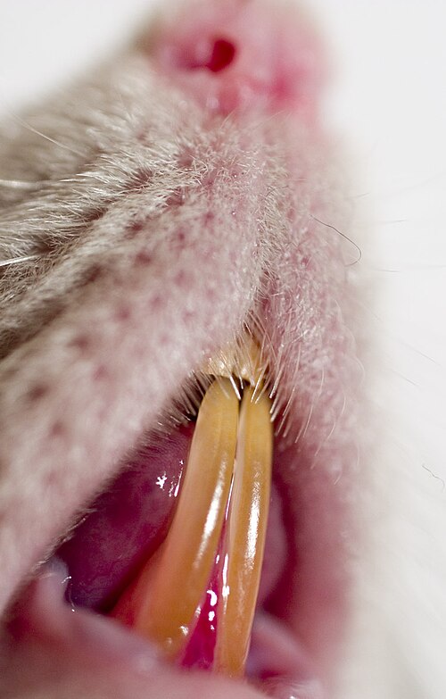 Why Do Rats Teeth Never Stop Growing? (Rootless Teeth